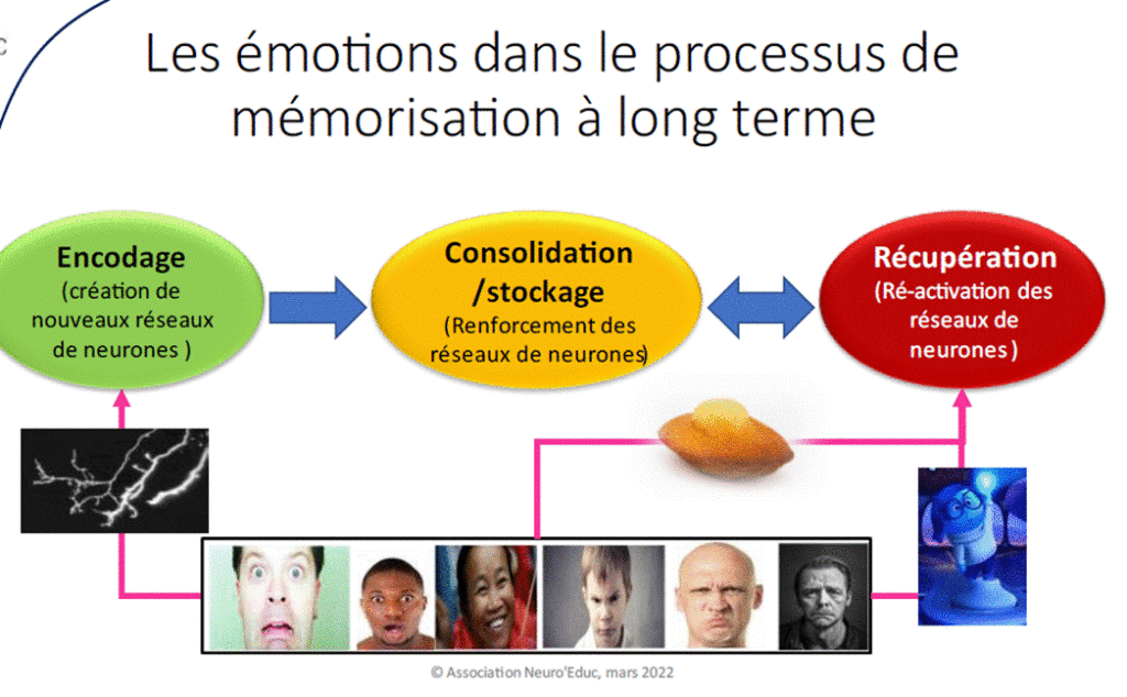 Les neurosciences : Des profs sereins pour des élèves qui apprennent ...